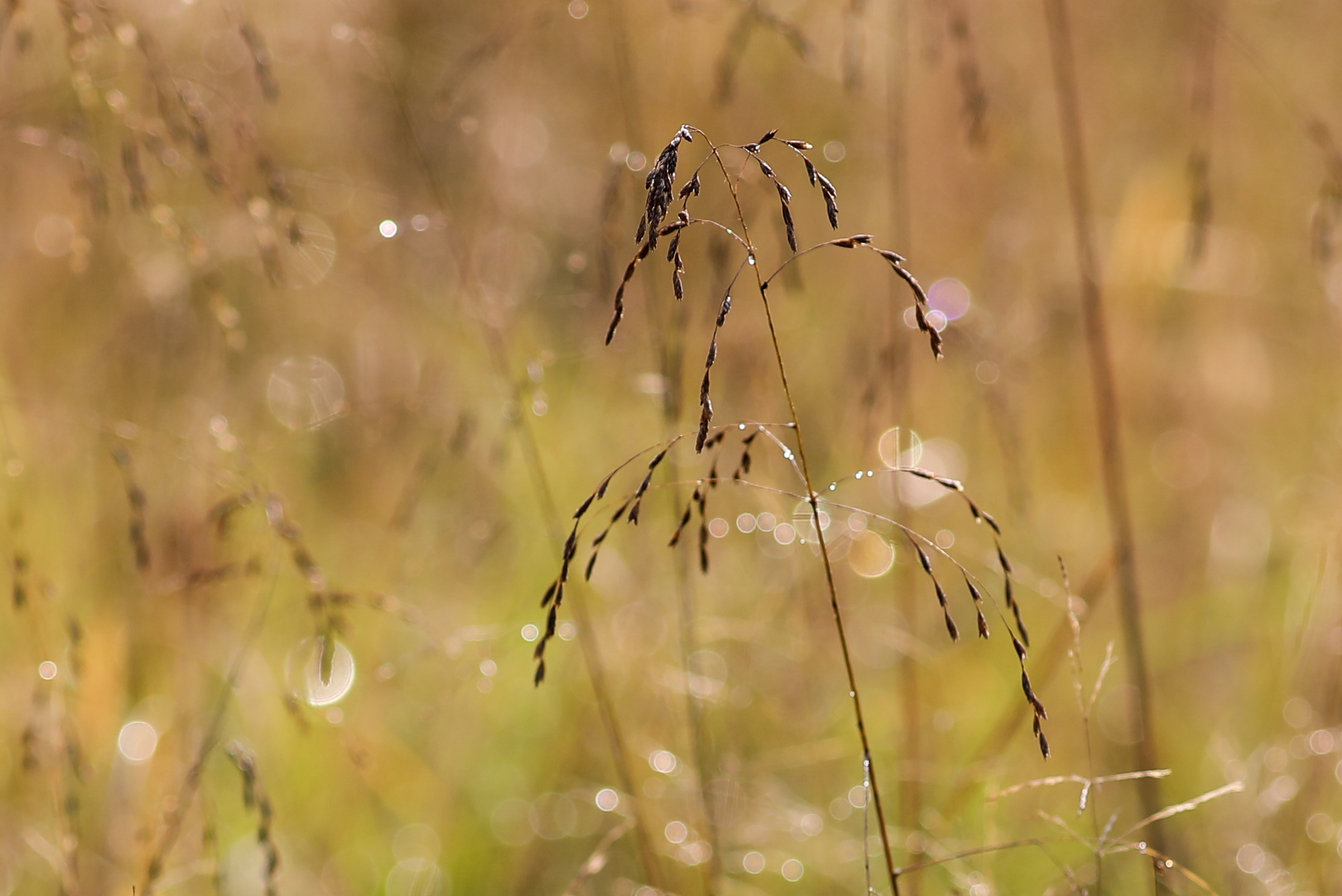 Sparkling Native Grasses Shutterbug